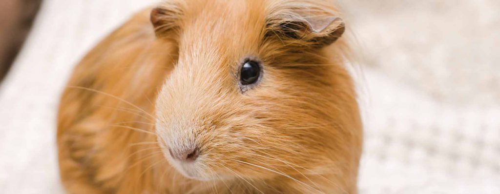 How to Clean a Guinea Pig Cage | Hutch | Spot or Full Clean