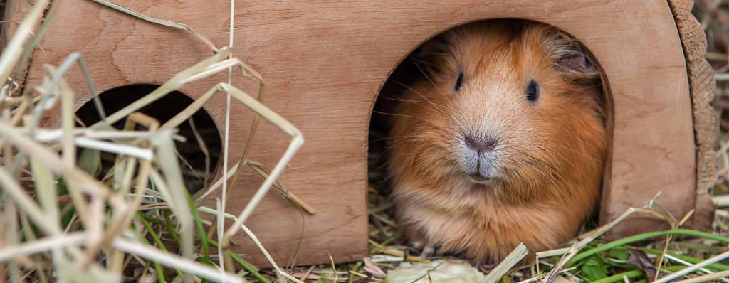 Facts & Info – Guinea Piggles