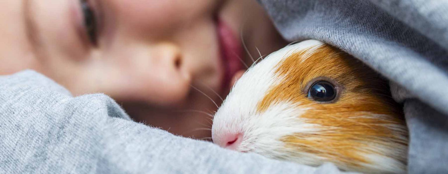 What Is The Best Bedding For Guinea Pigs: Guinea Piggles