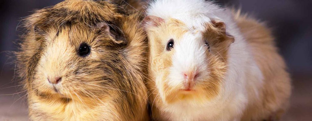 Housing & Bedding – Guinea Piggles