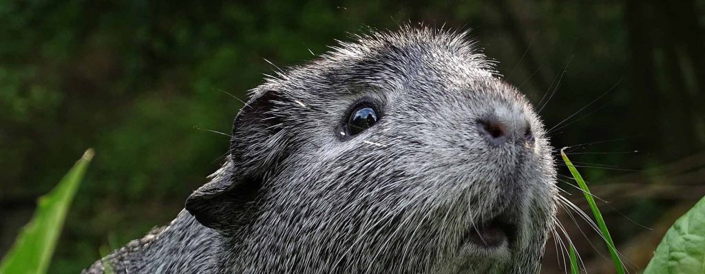 Getting Guinea Pigs – Guinea Piggles