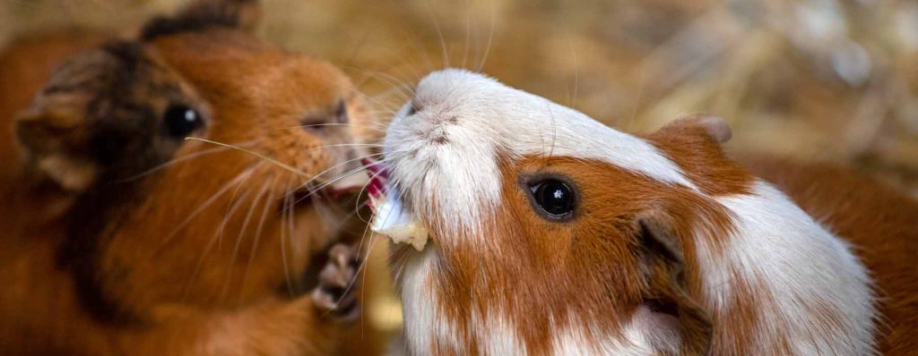 Feeding – Guinea Piggles