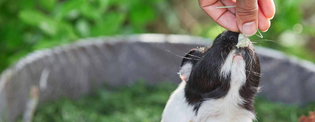 Feeding – Guinea Piggles
