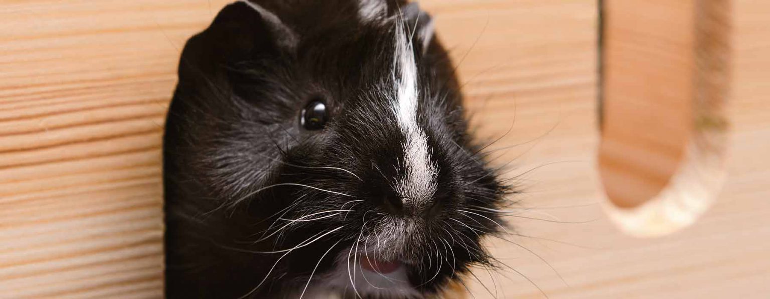 Best Outdoor Guinea Pig Hutches in the UK | Guinea Piggles