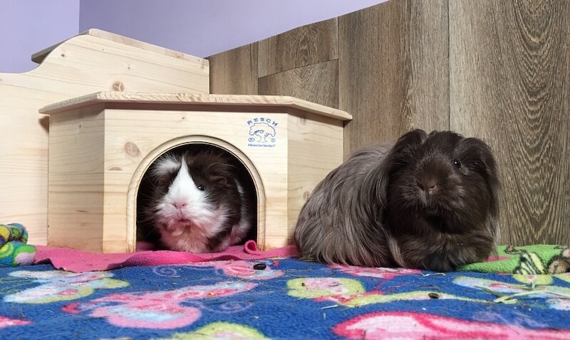 Best Guinea Pig Beds, Hideouts & Hammocks 2021 | Tips & Buying Guide