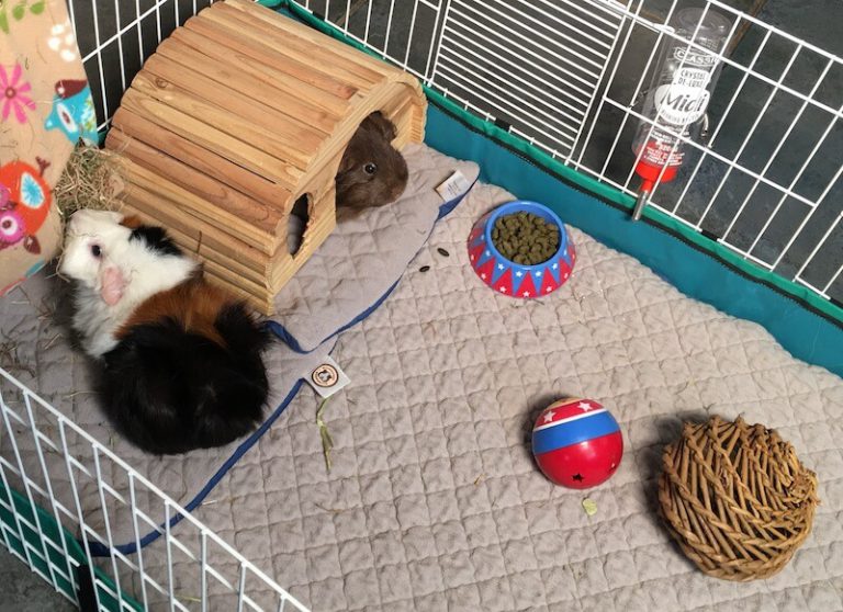 Best Guinea Pig Bedding: Complete Guide by Guinea Piggles