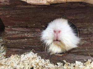Guinea Pig Housing | Indoors or Outdoors | Hutch or Cage