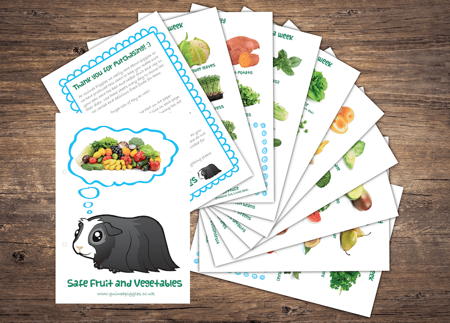 What Do Guinea Pigs Need: Starter Kit Buying Guide